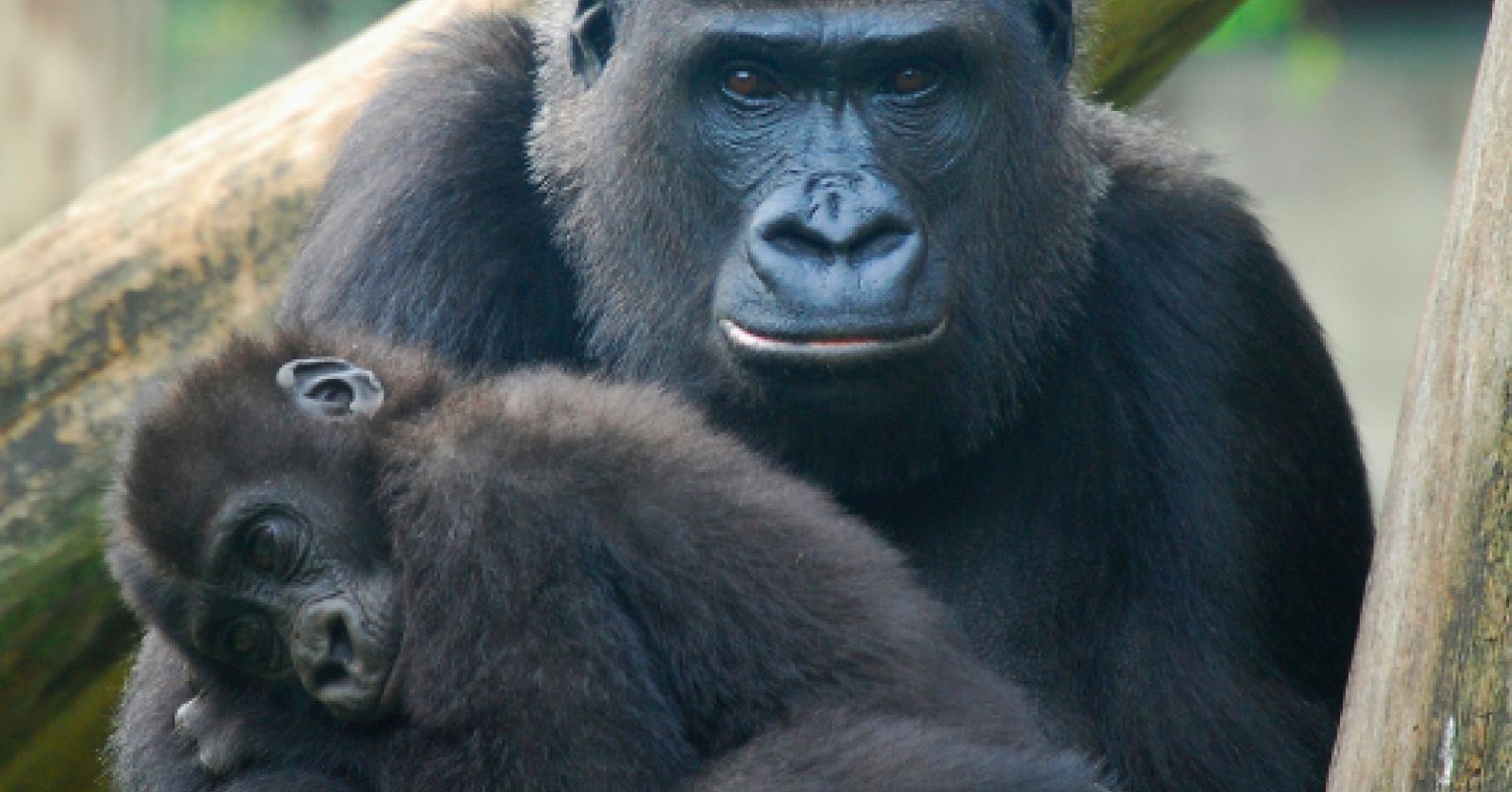 On The Evolution of the Serotonin Transporter Gene | Psychology Today