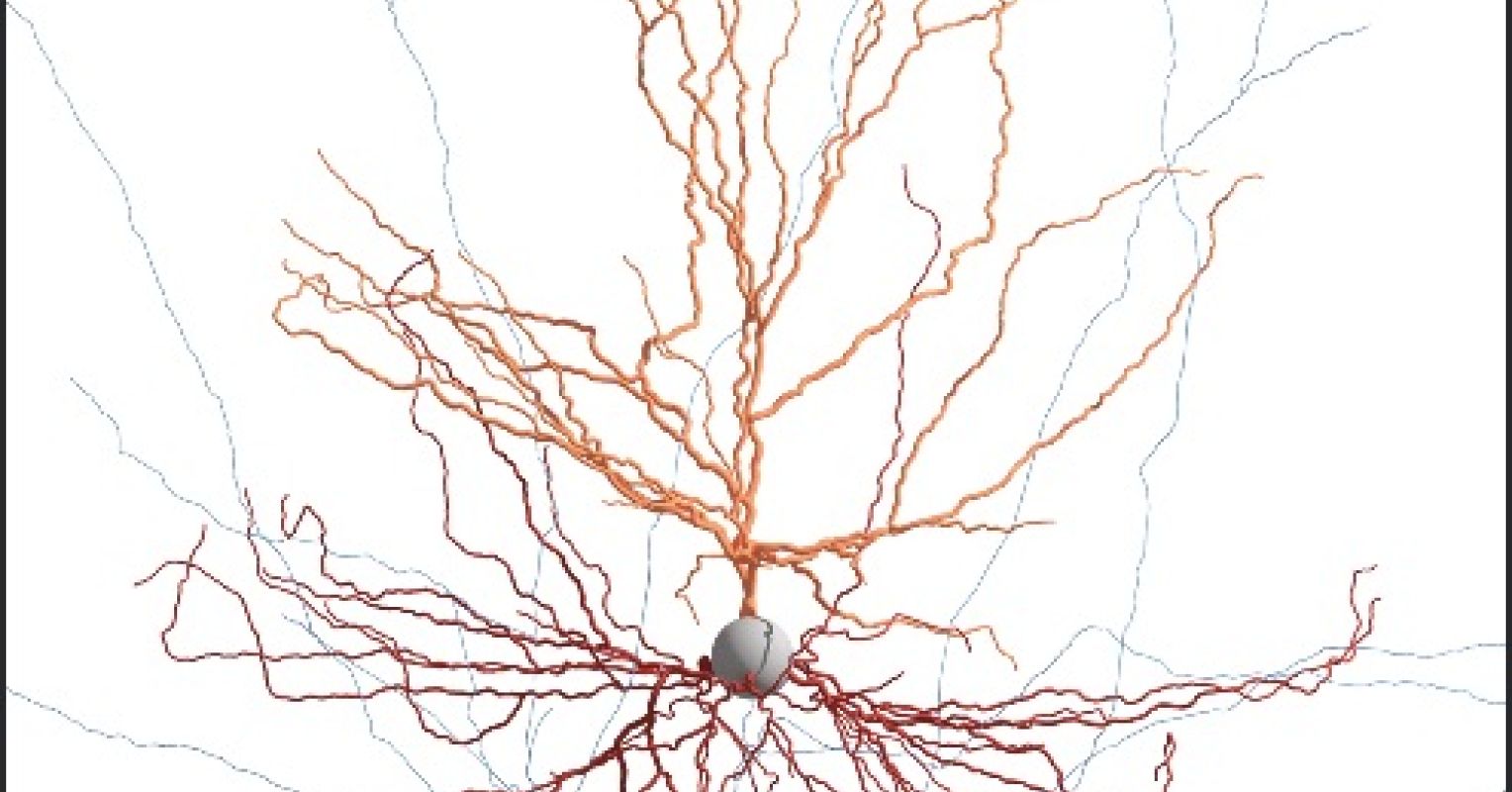 Your Brain Cells Up Close and In Color | Psychology Today