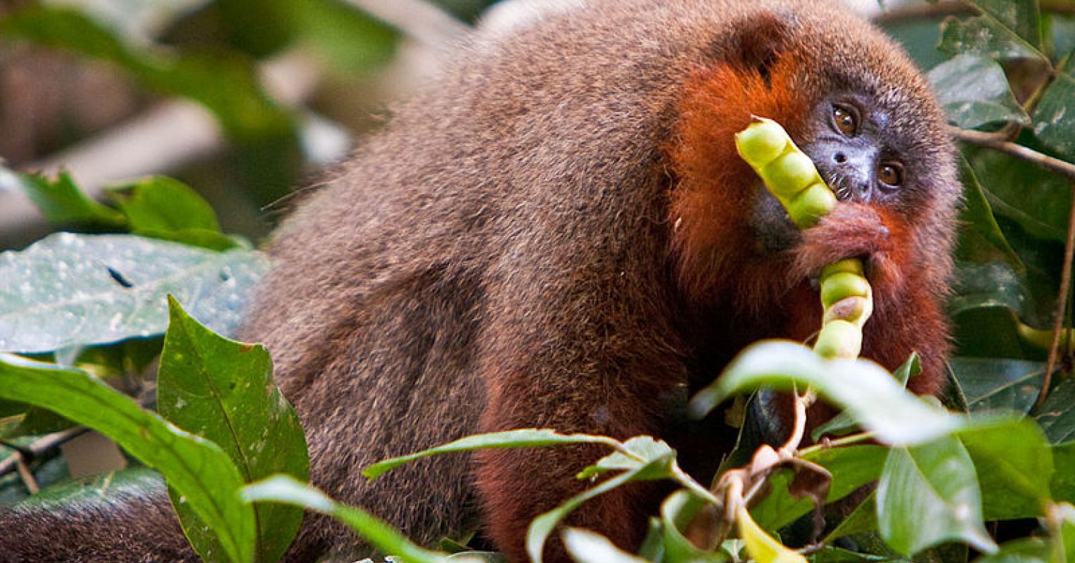 Male Monkeys Show Neural and Hormonal Correlates of Jealousy ...