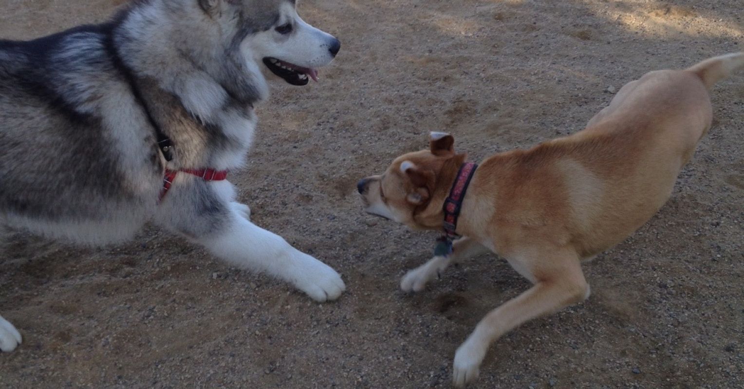 Chimps Seem to Know What Others Know—So Do Dogs at Play | Psychology Today