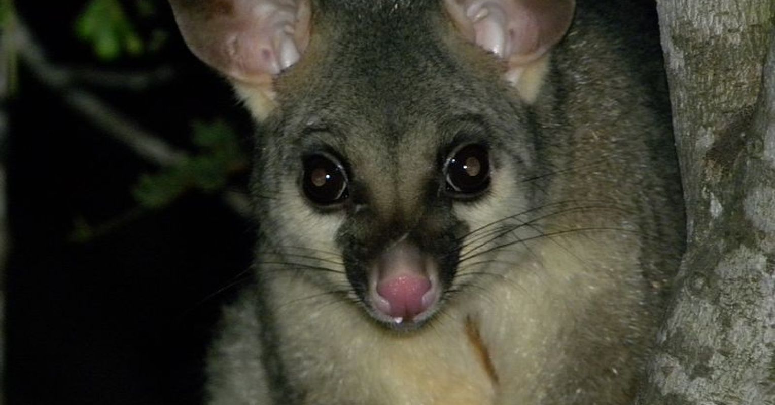 Is Killing Introduced Predators "Absolutely Necessary"? | Psychology Today