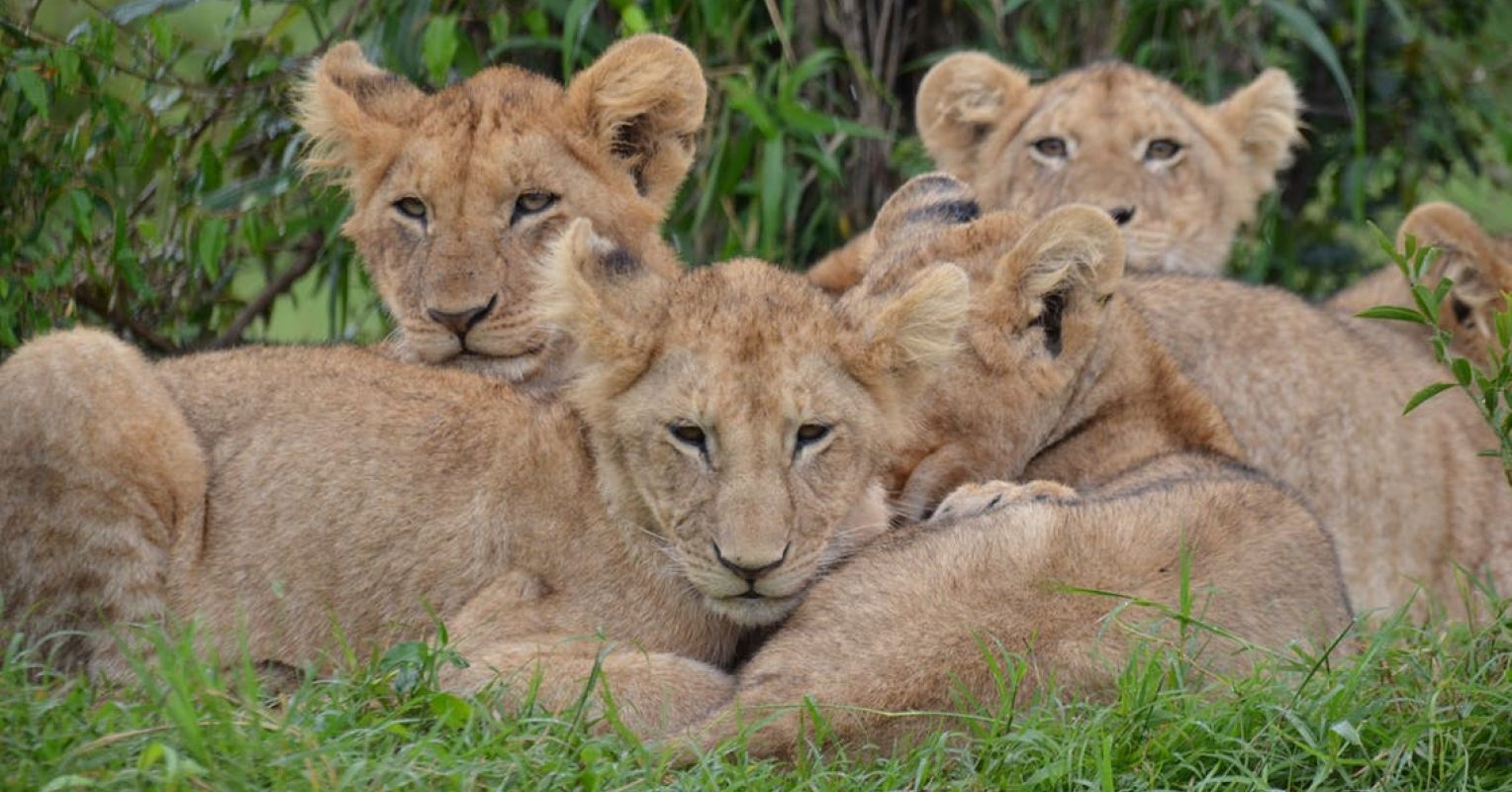 Swedish Zoo "Zoothanizes" Nine Healthy, "Useless" Lion Cubs ...