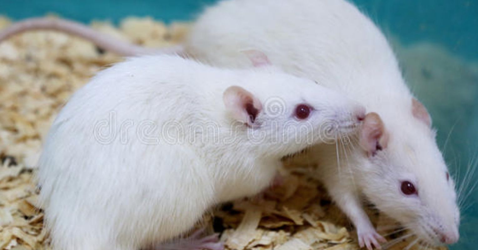 Rats Cut Deals and Trade Different Favors With One Another | Psychology ...