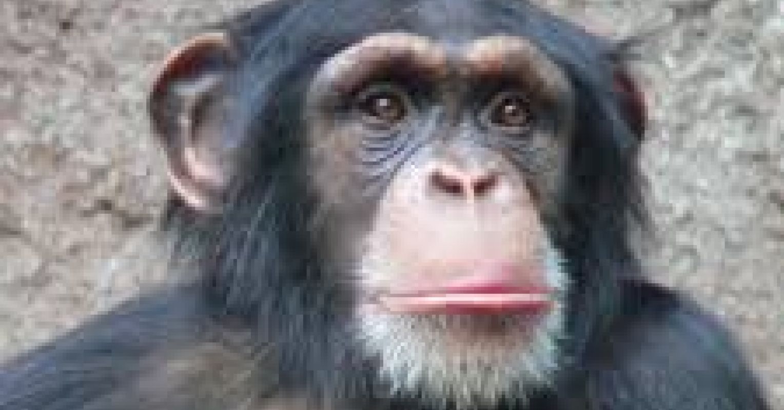 The New Chimpanzee | Psychology Today