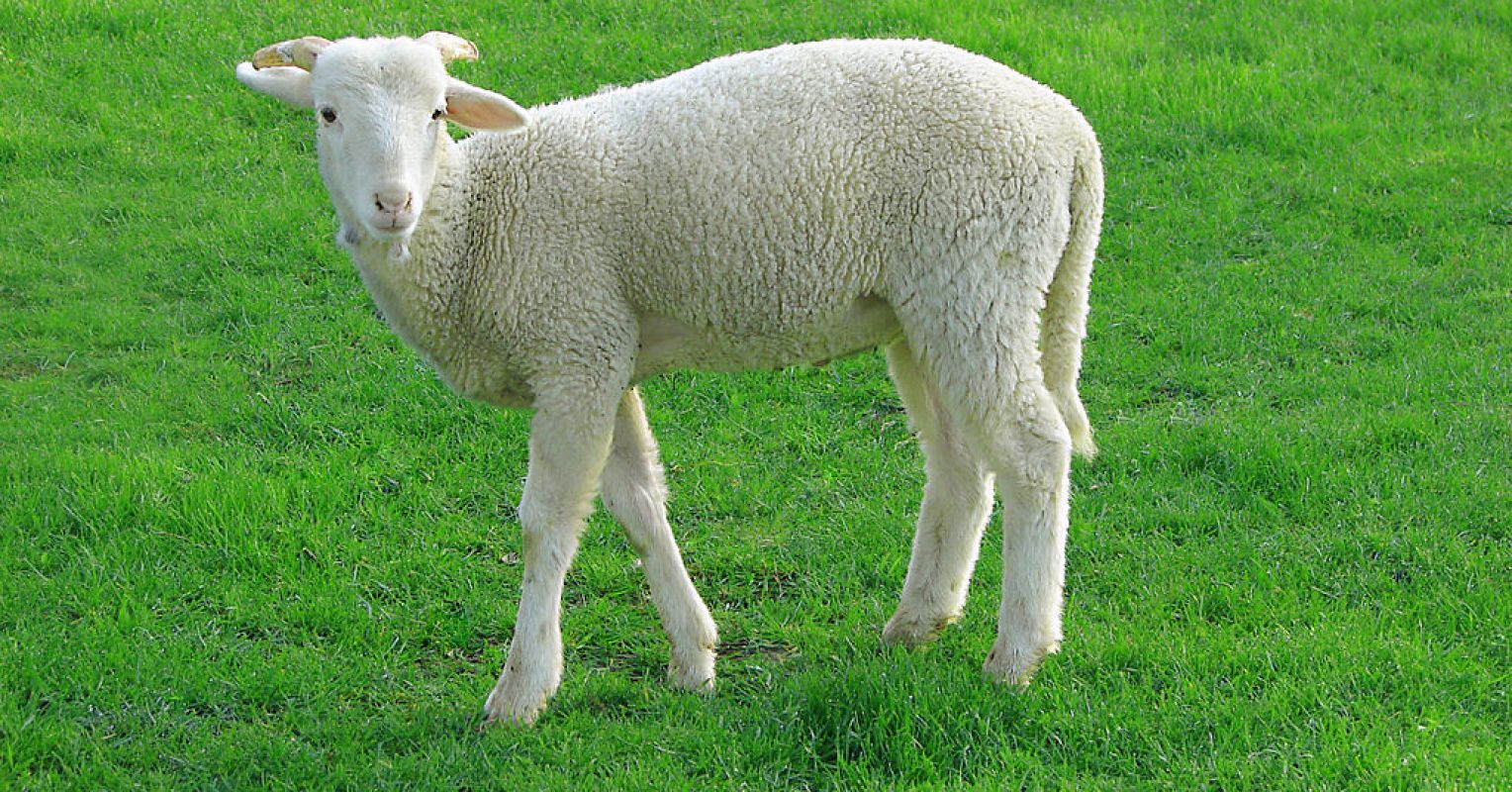 A Coincidence of Lambs | Psychology Today Singapore