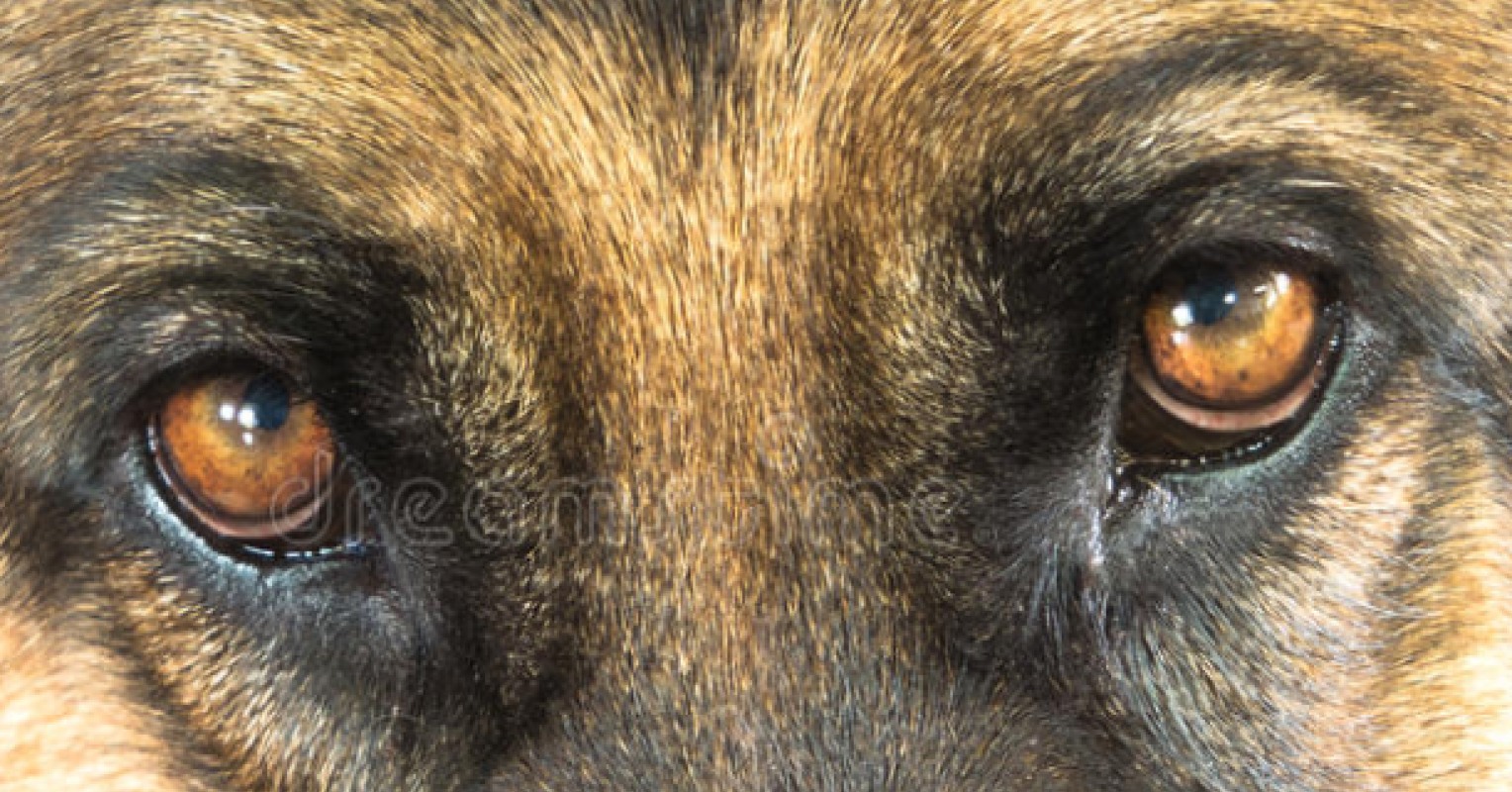 How Dogs View the World: Brain Scans Tell Us What They See | Psychology ...