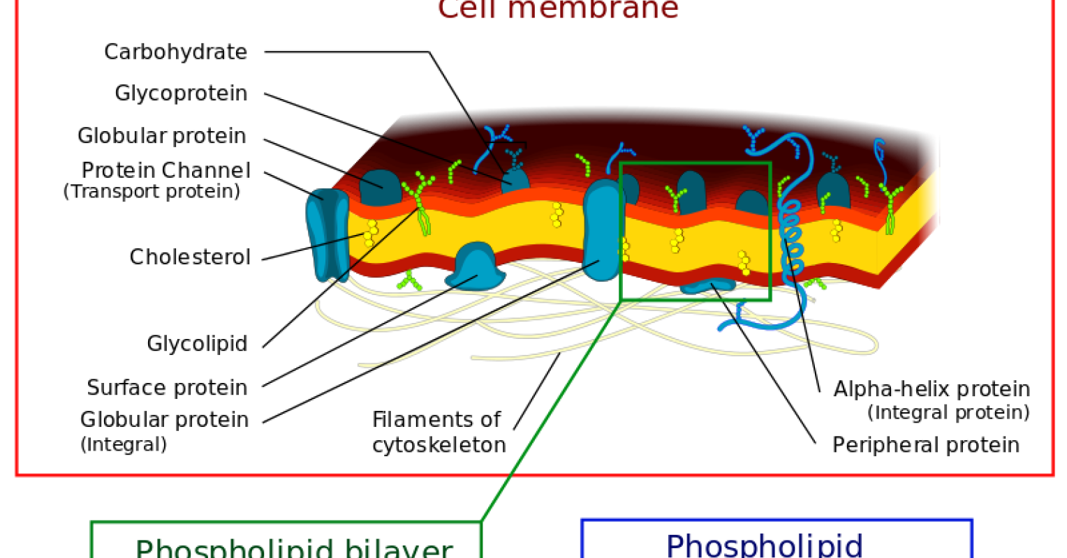 The Mind-Brain Membrane: A Filter between Mind and Brain? | Psychology ...