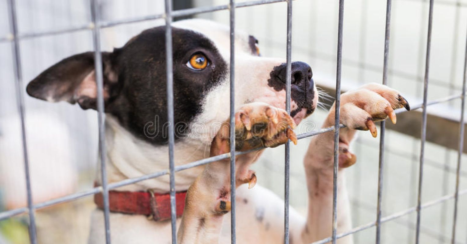 "Will More Science Show It's Really OK to Harm Animals?" | Psychology Today