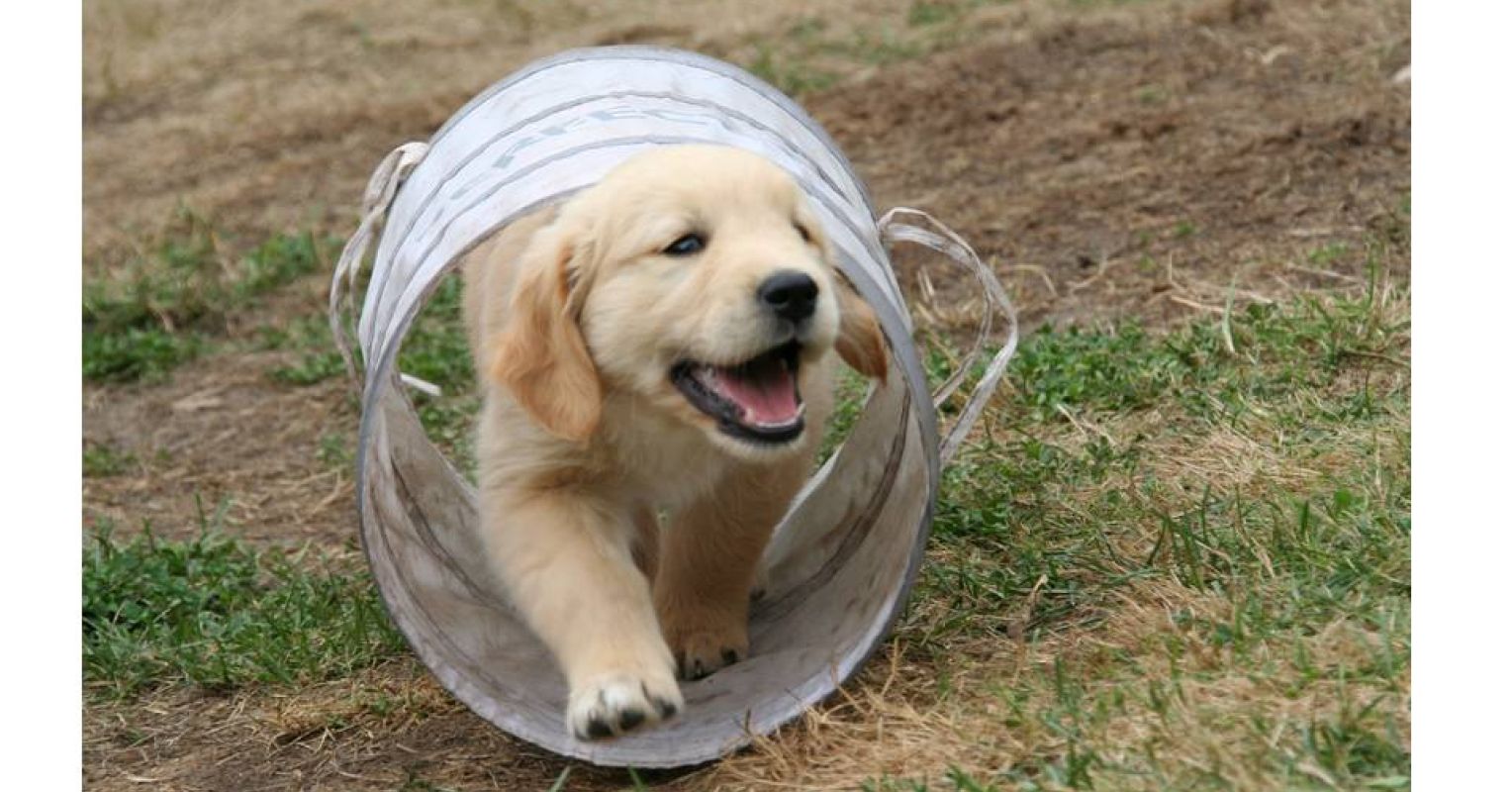 How Puppies Learn What Is Safe Without Getting Hurt | Psychology Today