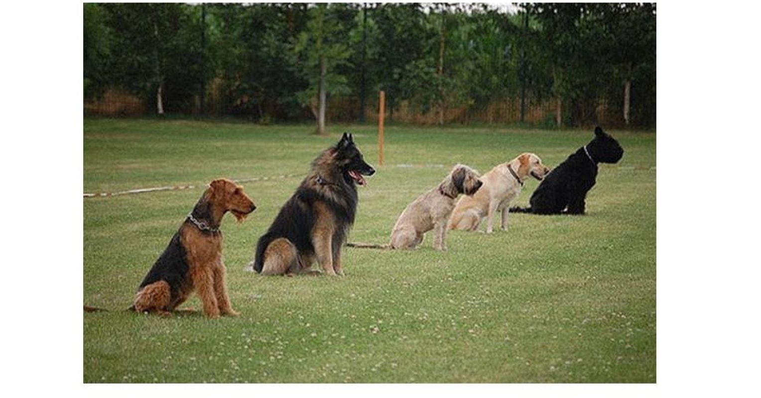 Dog Self-Control Requires Energy Resources | Psychology Today