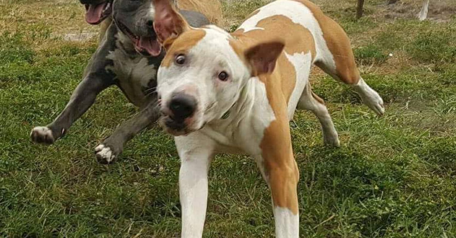 The Power and Importance of Social Play For Sheltered Dogs | Psychology ...