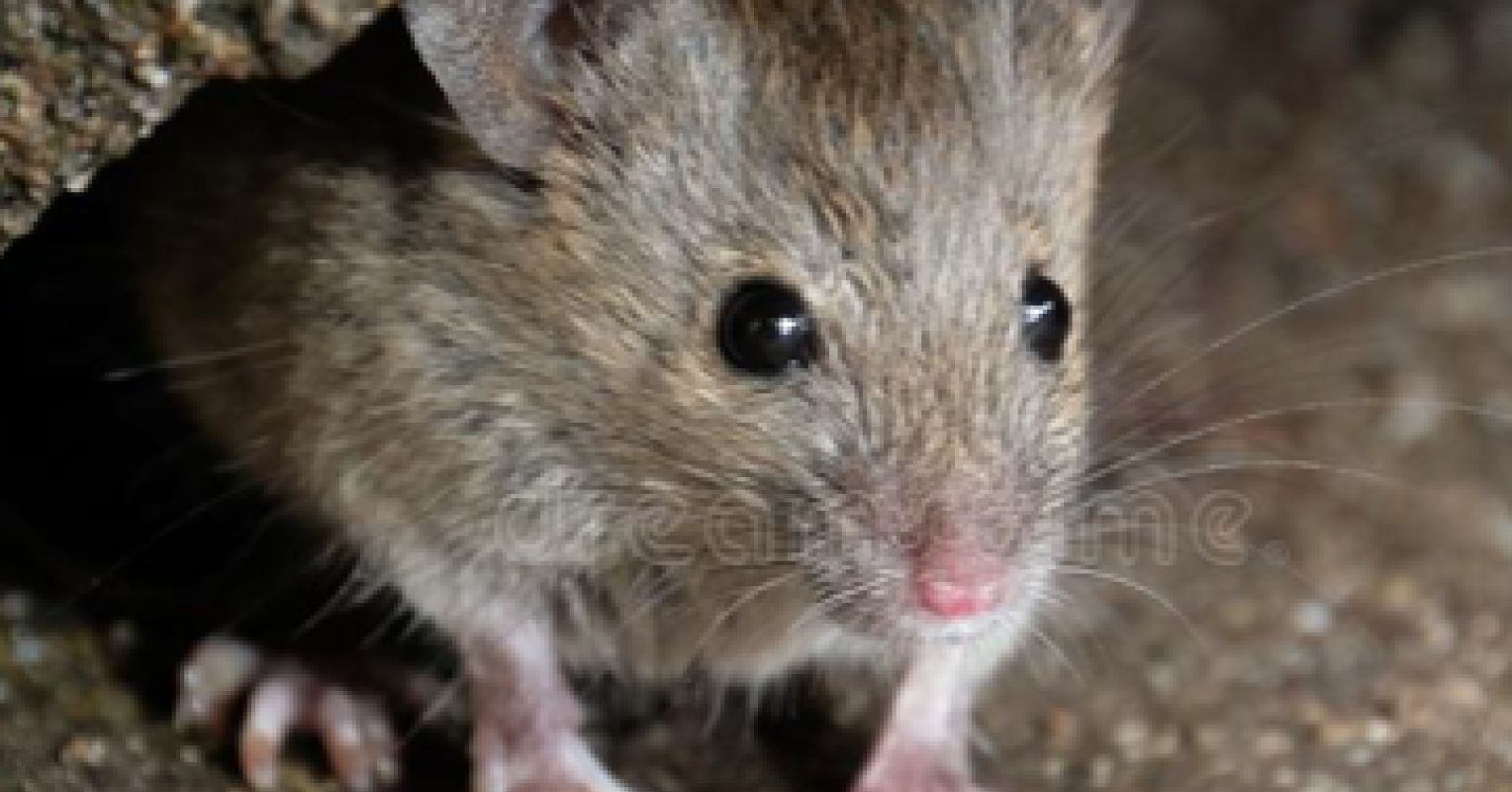 Do Uncaged Animals Produce More Reliable Science? | Psychology Today