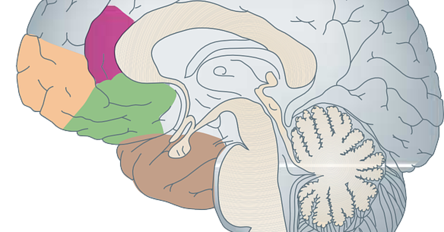 The Neural Signature of Procrastination | Psychology Today