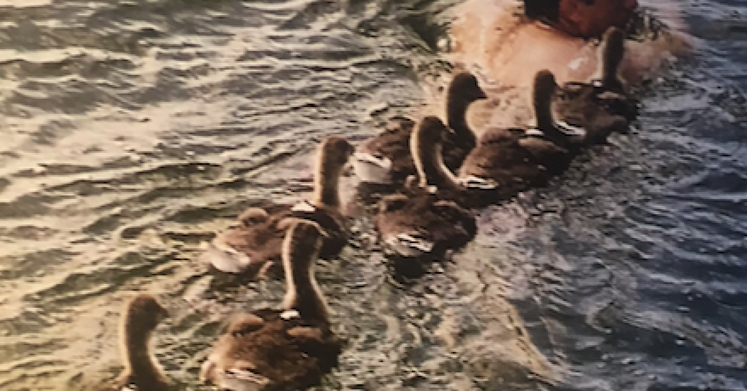 Papa Goose: A Real Life "Fly Away Home" With Feisty Goslings ...