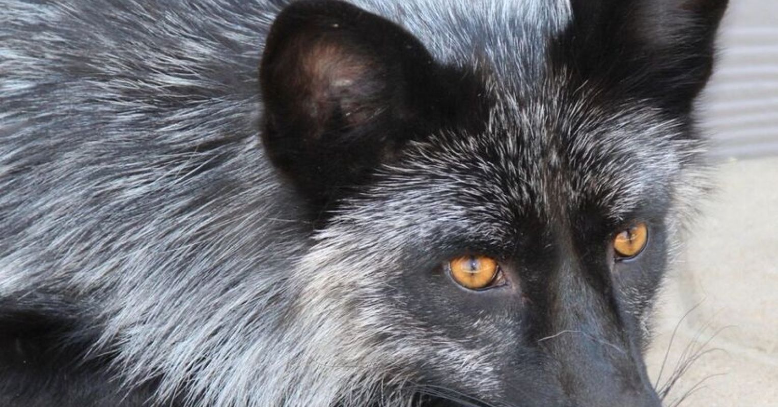 Red Fox Genome Is Sequenced | Psychology Today
