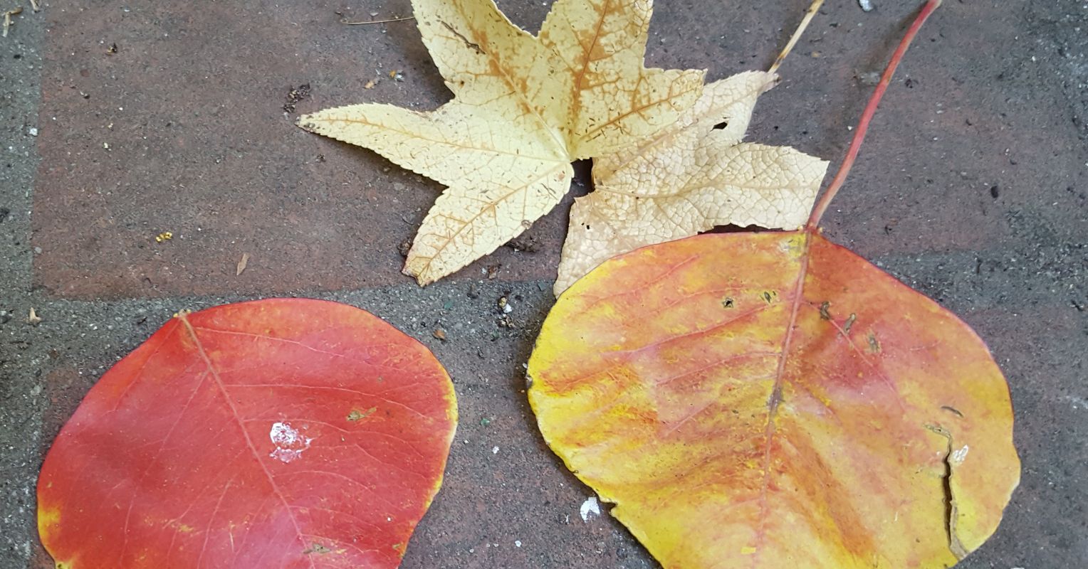 How to Flourish this Fall | Psychology Today