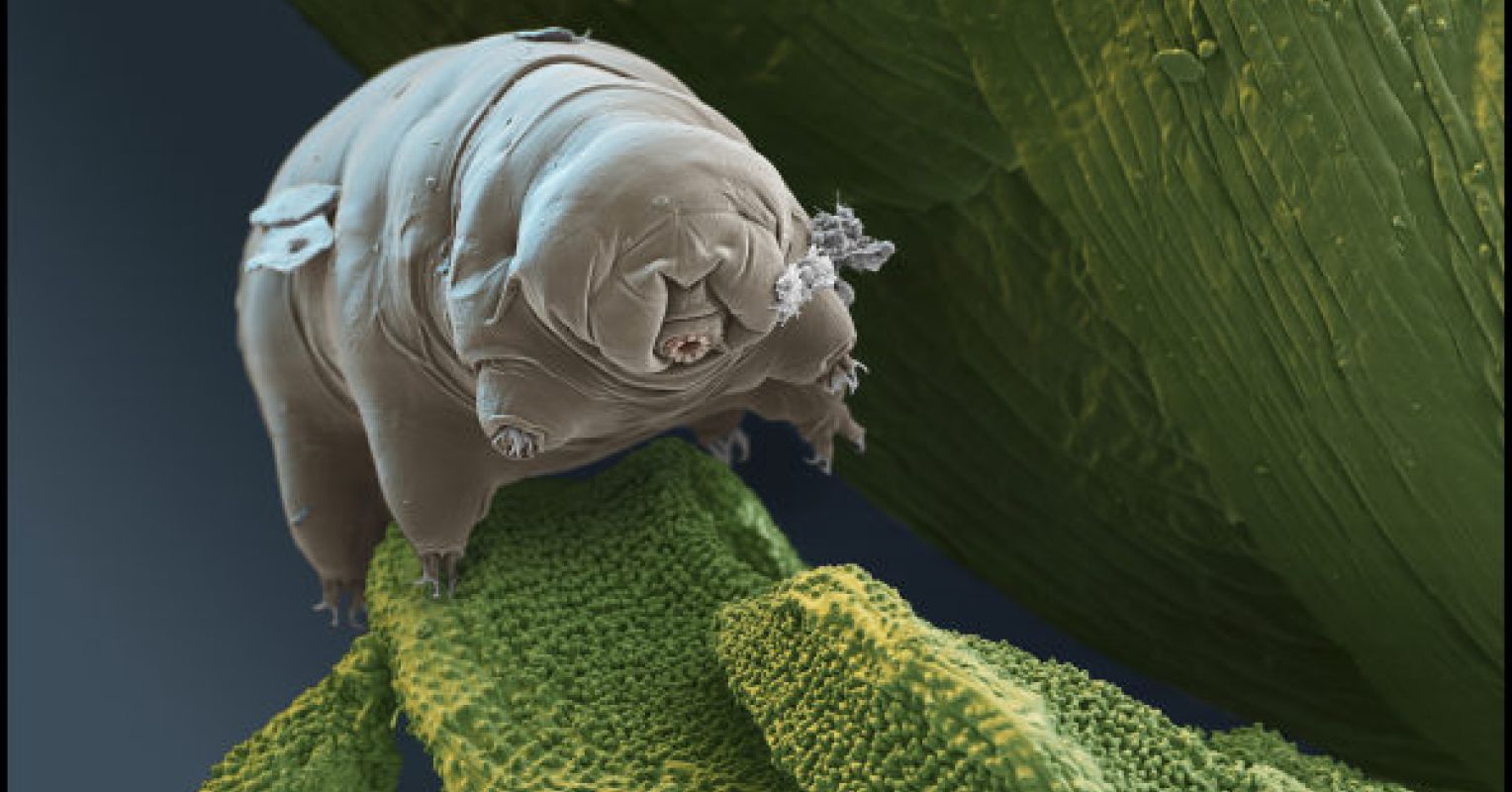 Tardigrades, Trisolarans and the Toughness of Life | Psychology Today