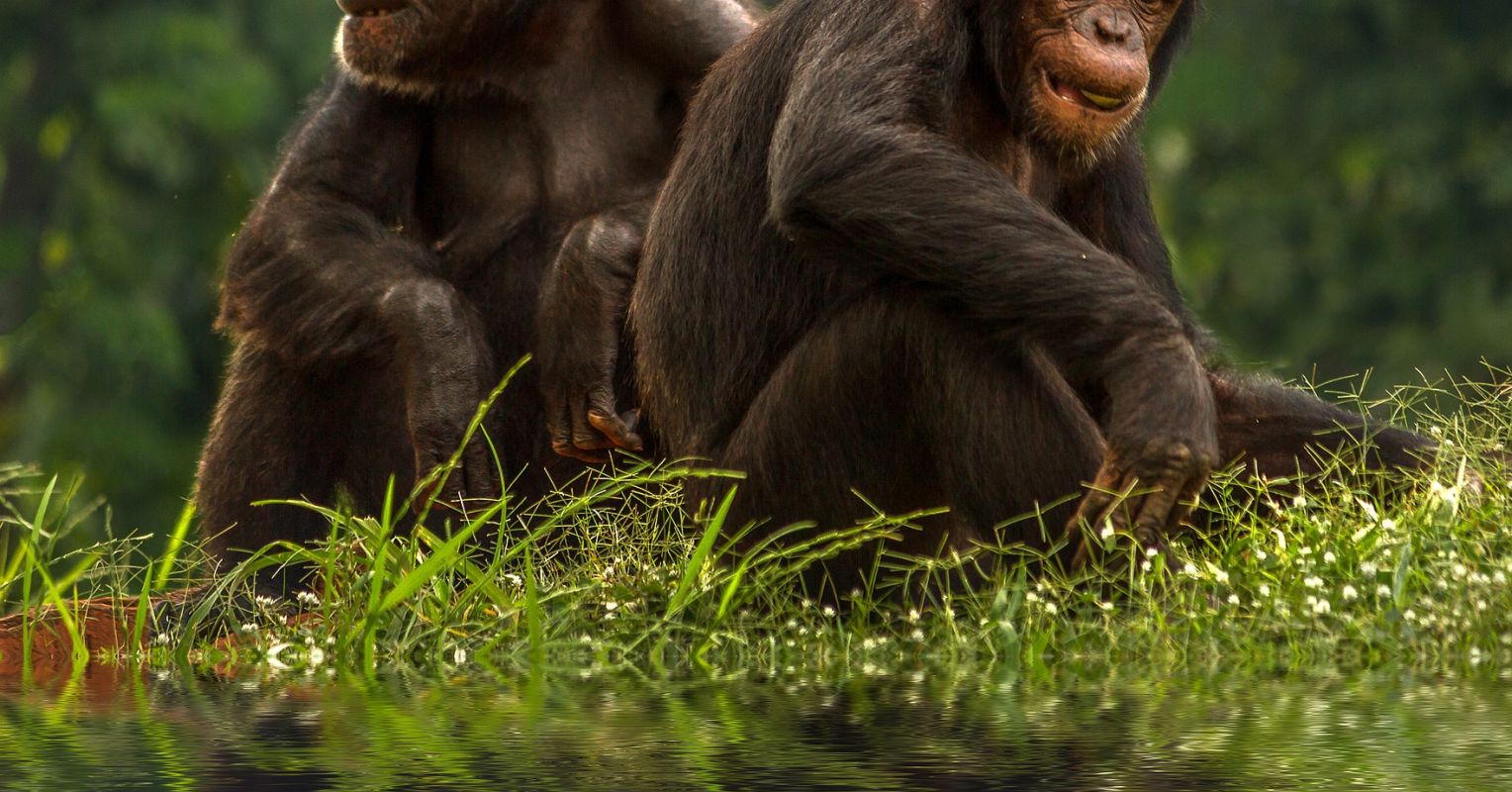 Evolution of the Primate Brain: Is Bigger Better? | Psychology Today