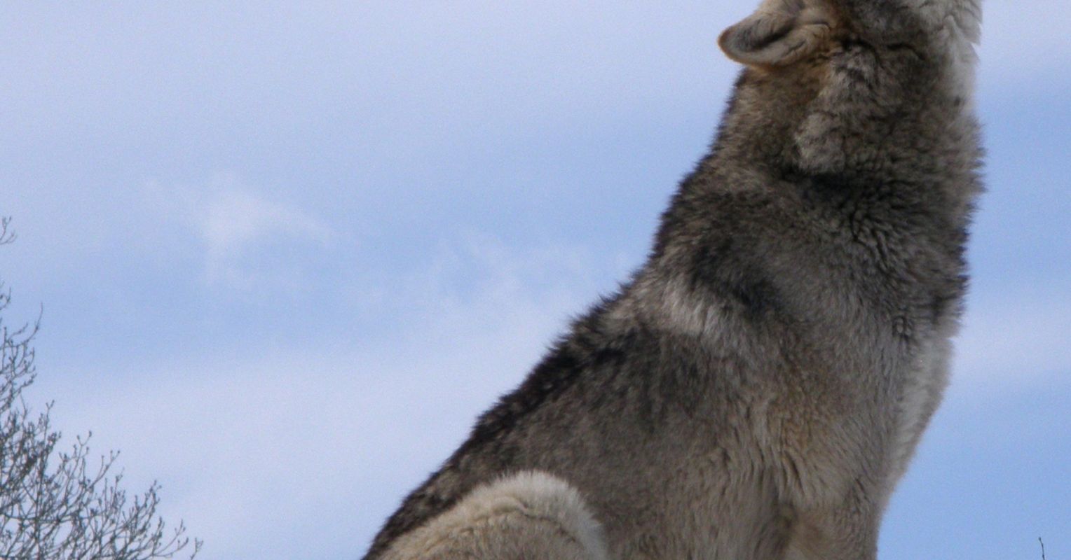 real wolves howling