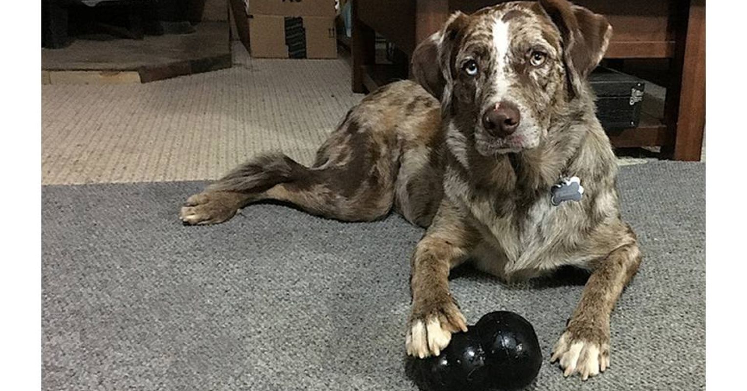 Are Dogs Right Handed Or Left Handed