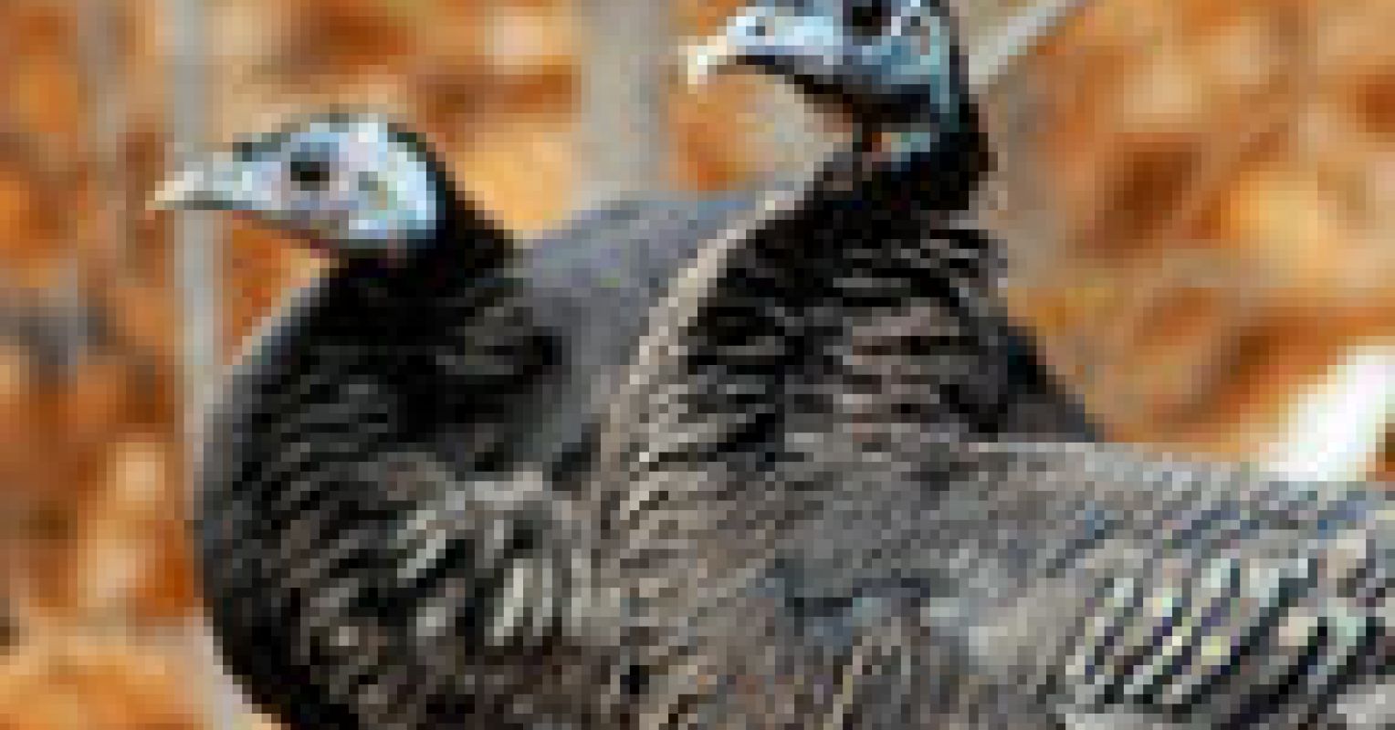 Ben Franklin's Bird of Courage | Psychology Today