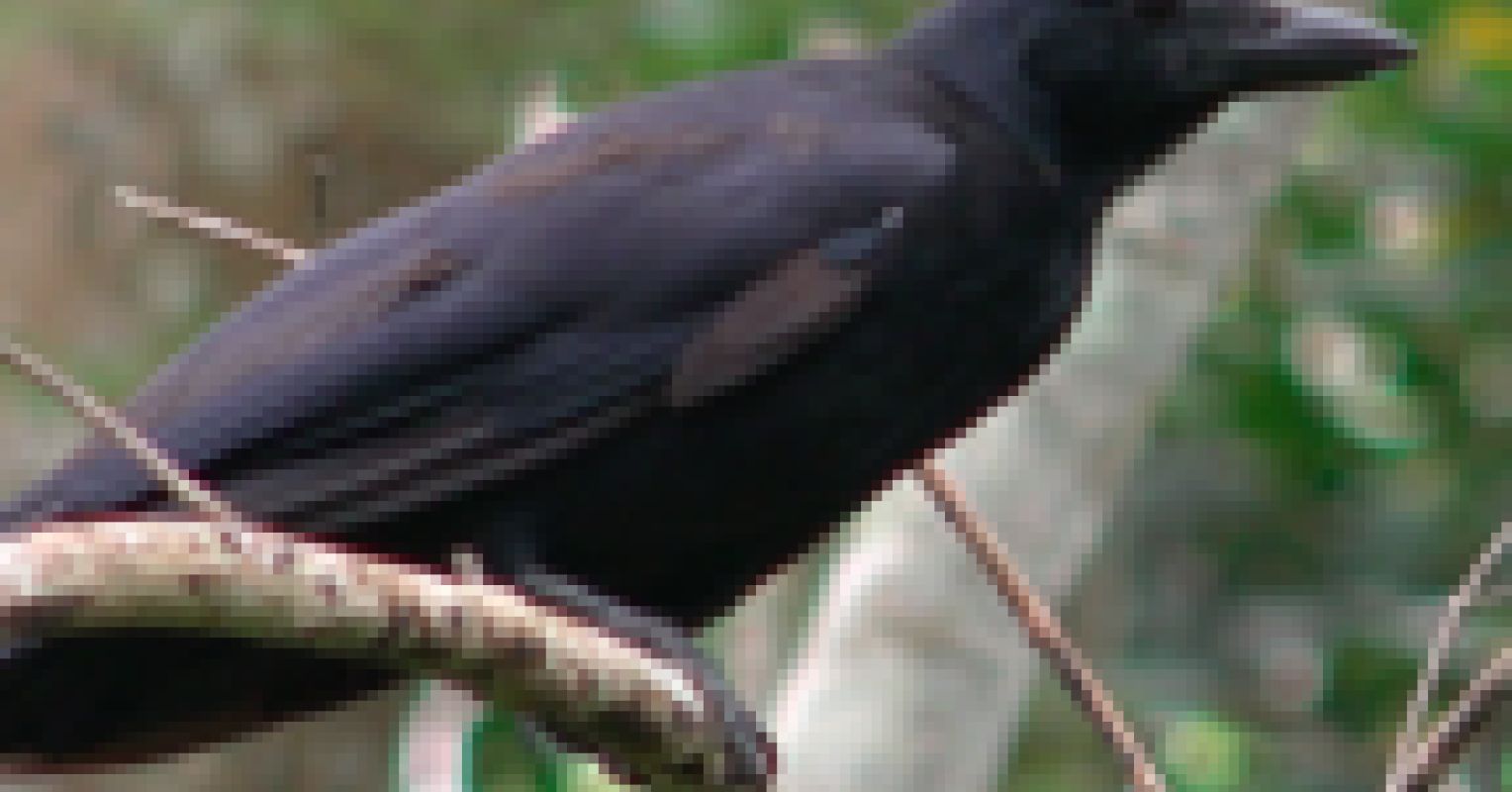 Observant Crows Make Weighty Decisions | Psychology Today