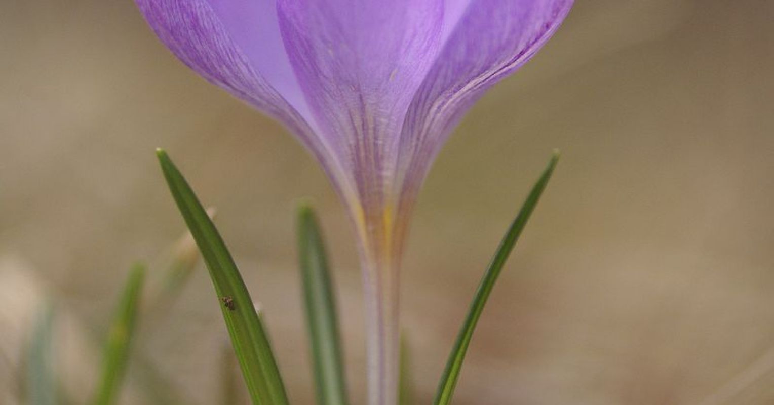 What Is Eudaimonic Happiness? | Psychology Today