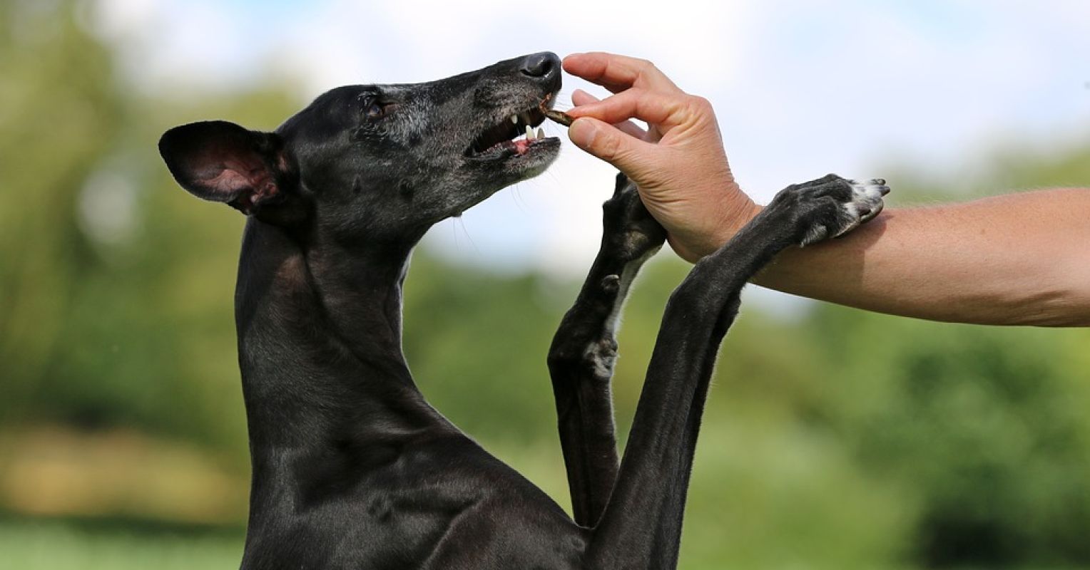 Science Shows Positive Reward-Based Dog Training Is Best | Psychology Today