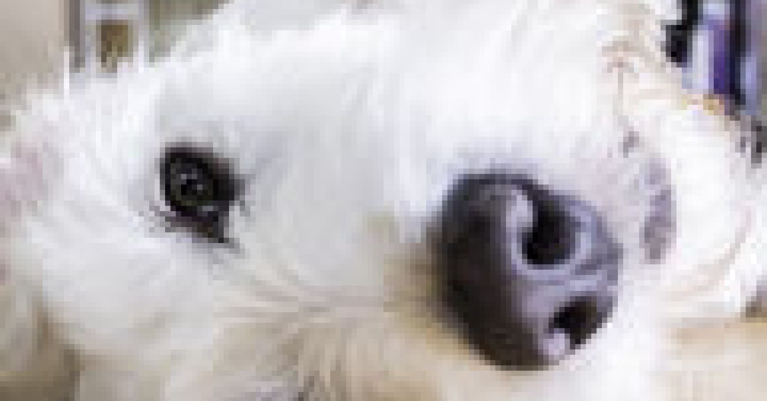 Millennials' Pet Dogs: an Anchor to an Adult World | Psychology Today