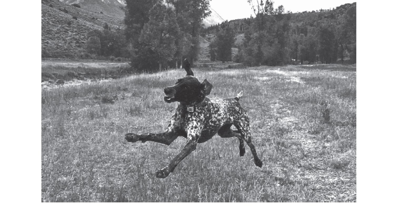 Why Dogs Matter | Psychology Today United Kingdom