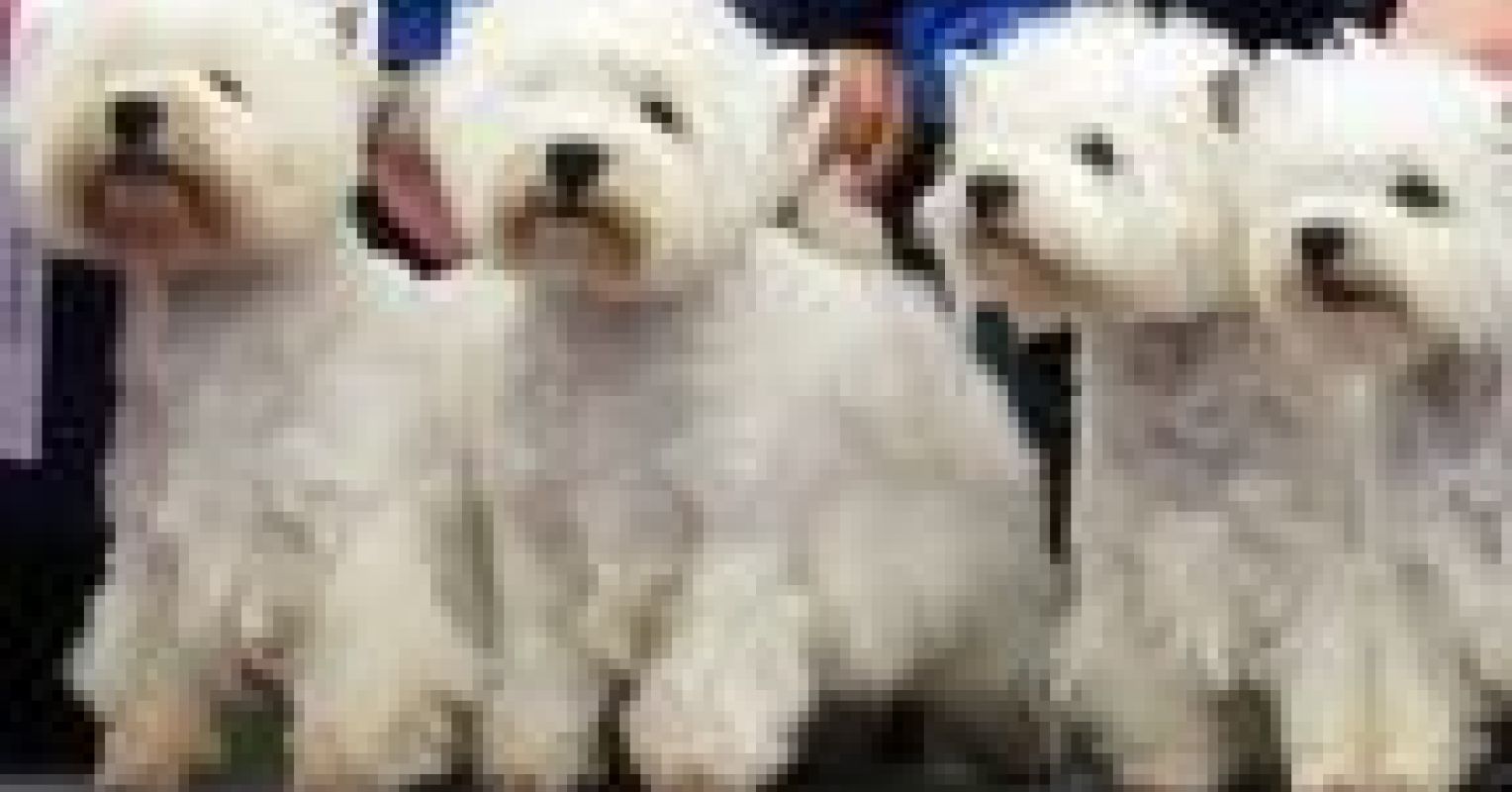 Are There Age-Related Changes in a Dog's Personality? | Psychology ...