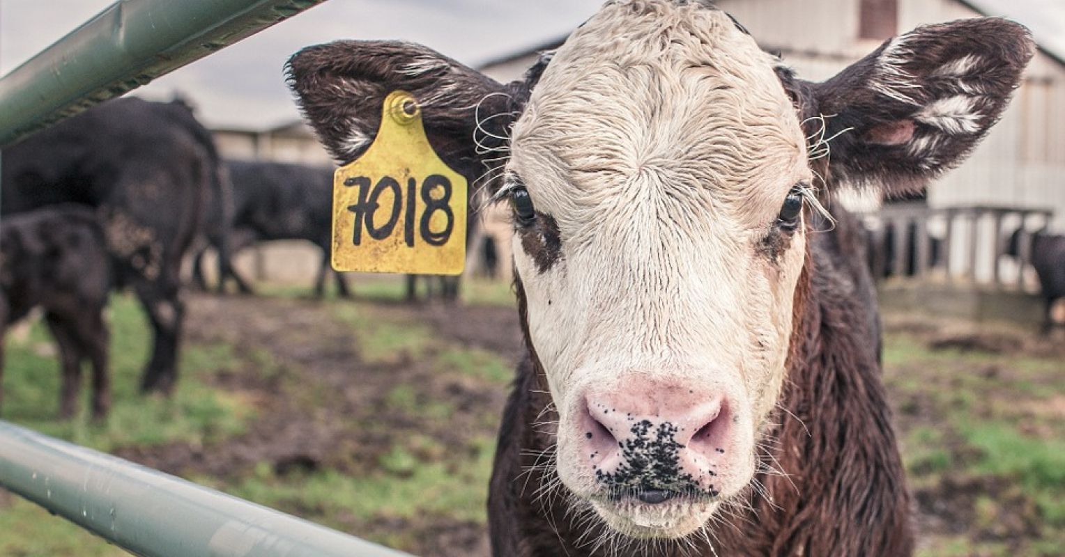Ethical Views on the Use and Abuse of Animals | Psychology Today