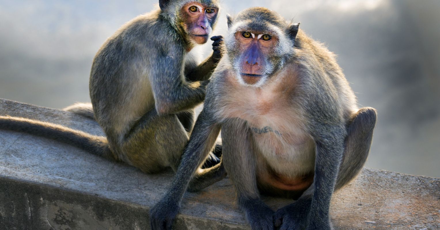 How Brain Communication Differs Between Humans and Monkeys | Psychology ...