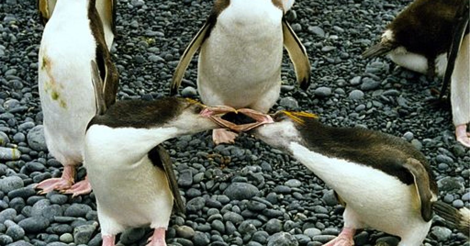 Common Misunderstandings in Committed Relationships | Psychology Today