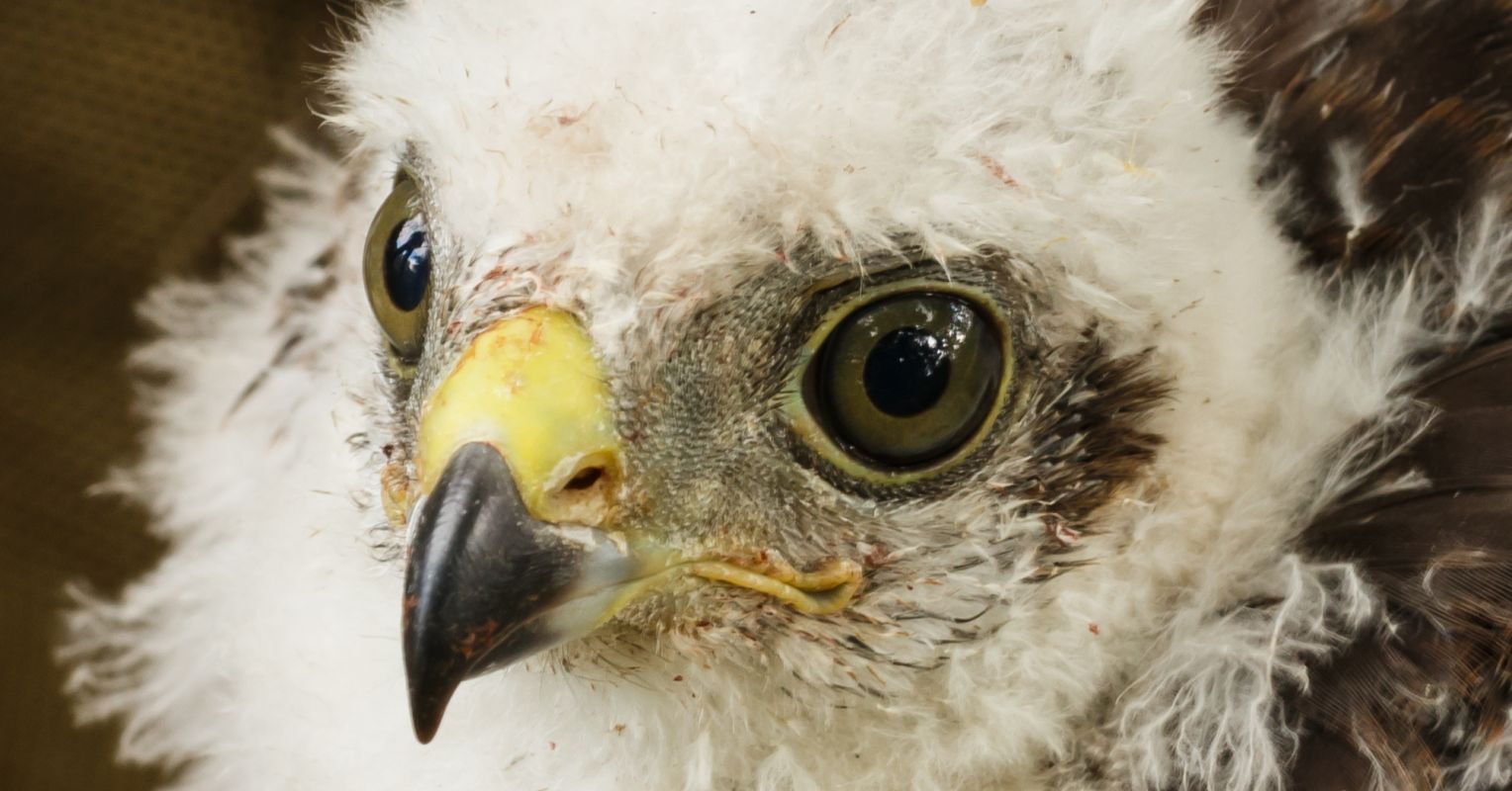 The "Death of Birth" and Losing Nature | Psychology Today