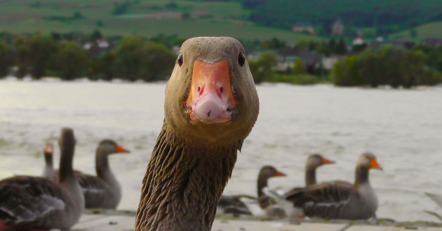 Dogs, Geese, Speciesism, and Compassionate Conservation | Psychology Today