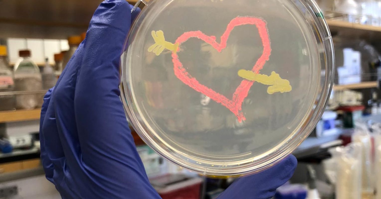 Microbes and the Mind | Psychology Today