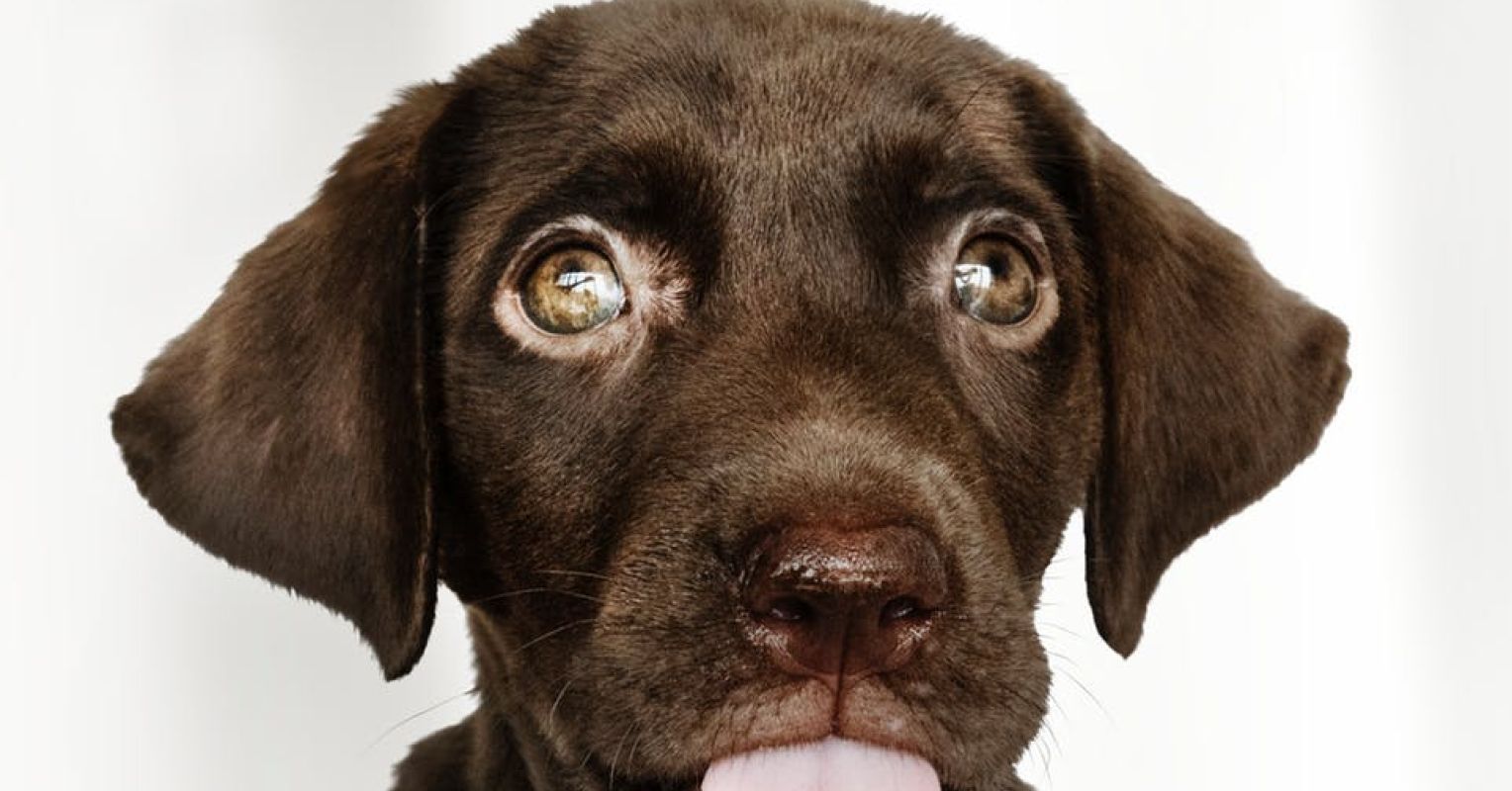 Dogs: The More I Know, the More I Say, "I Don't Know" | Psychology Today