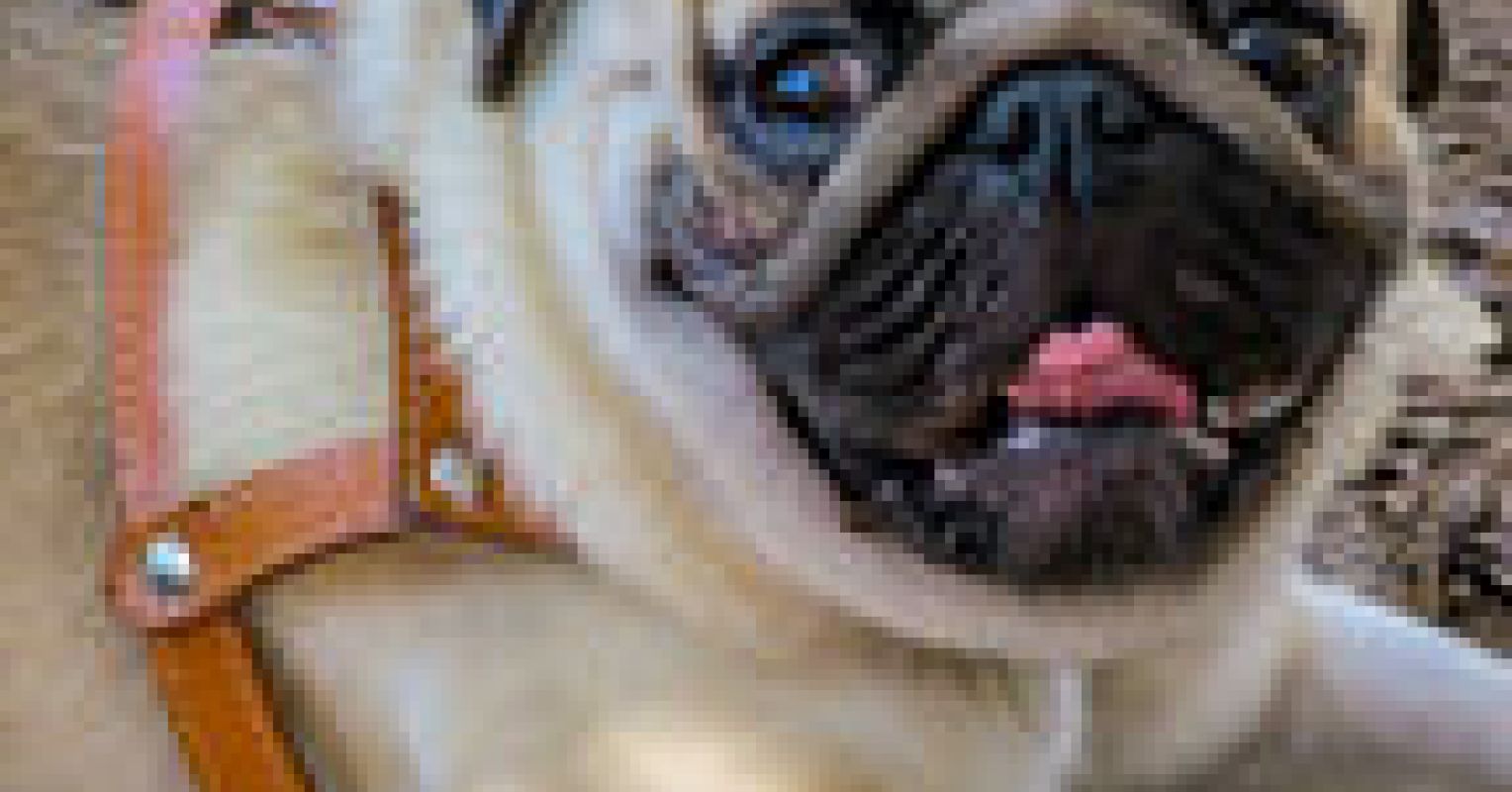 What Health Problems Do Puggles Have