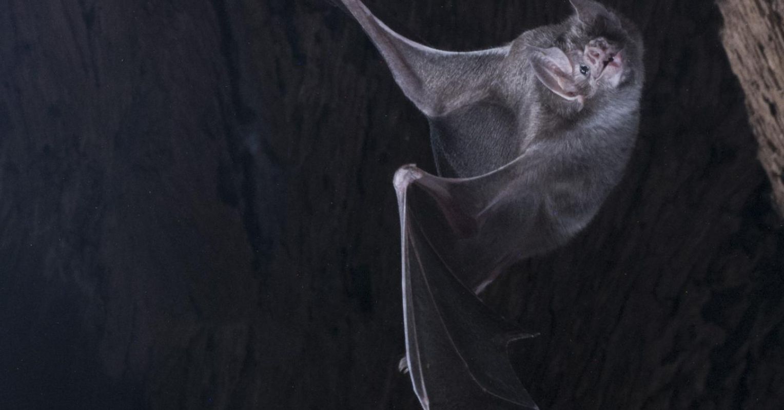 vampire bat behavior