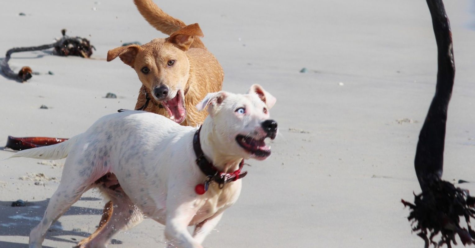 Trainers Worry About False Claims That Dogs Lack Emotions | Psychology ...