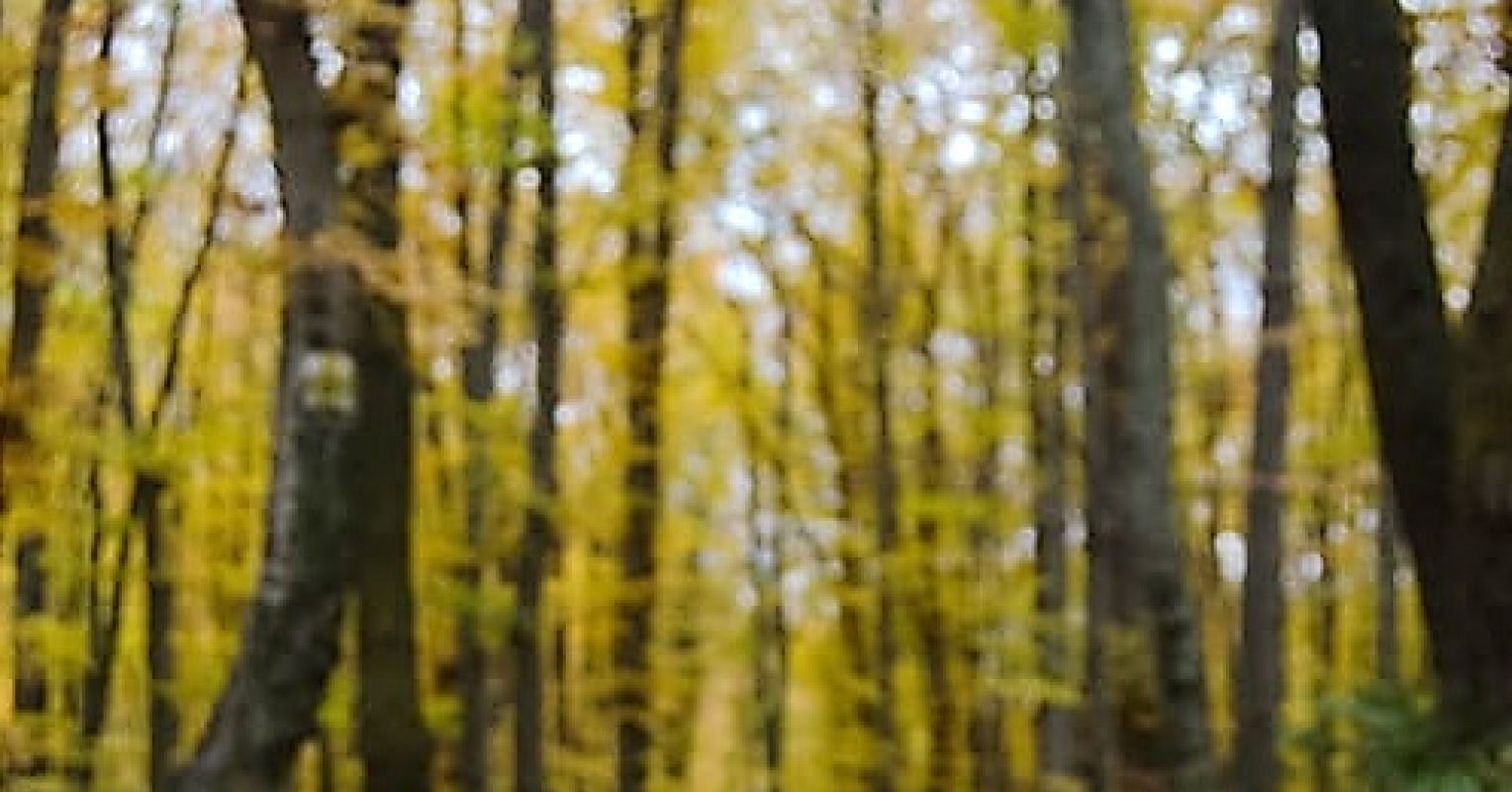 7 Reasons Why We Fall for Fake News | Psychology Today Australia