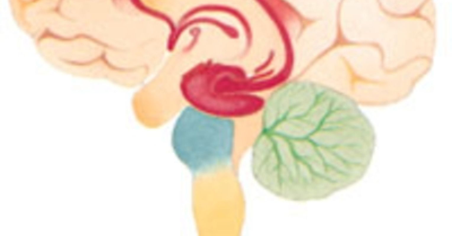 Brain-Based Parenting: Understand and Heal the Parent Brain ...