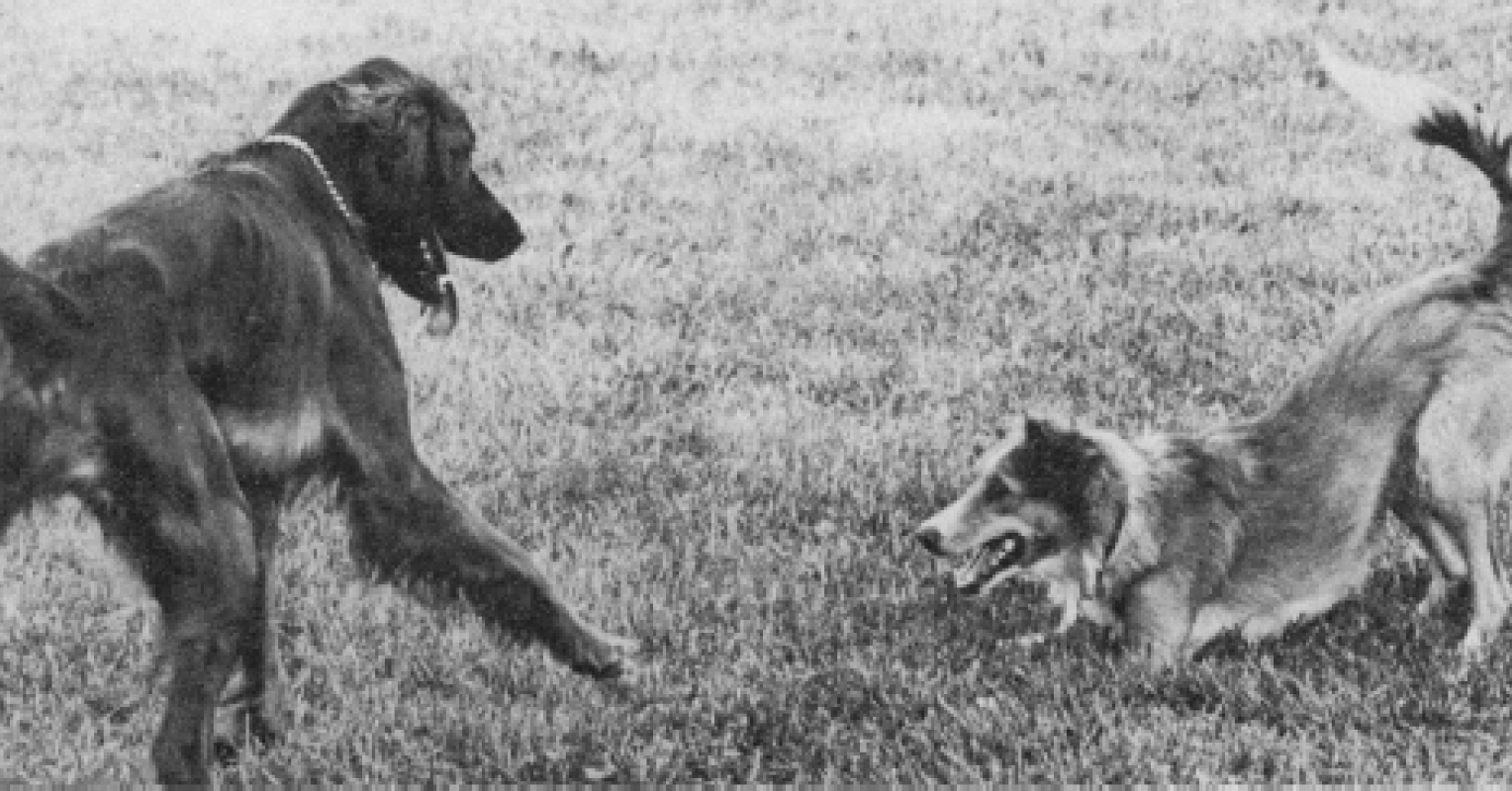 When Dogs Play, They Follow the Golden Rules of Fairness | Psychology Today