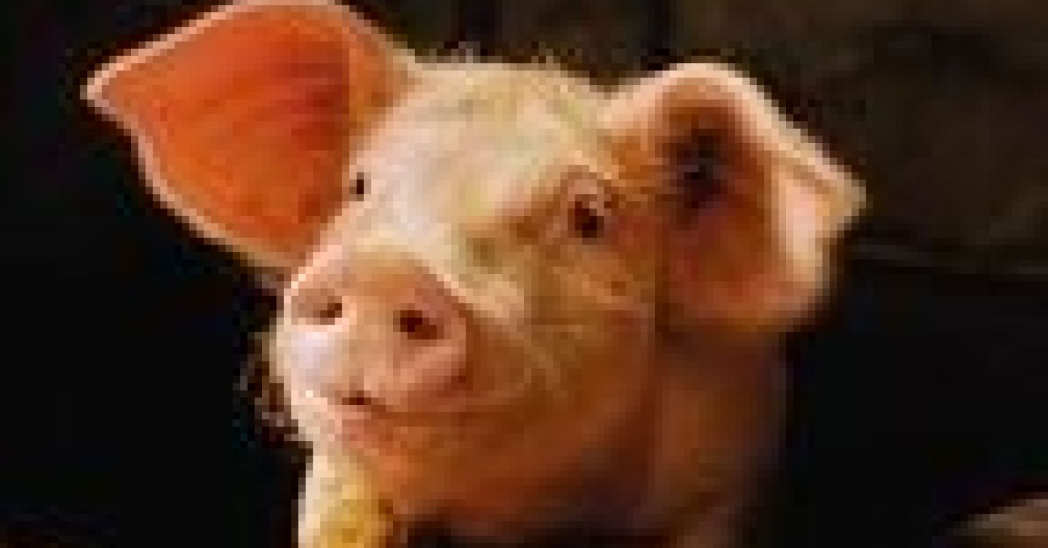 How We Value and Devalue Animals | Psychology Today United Kingdom