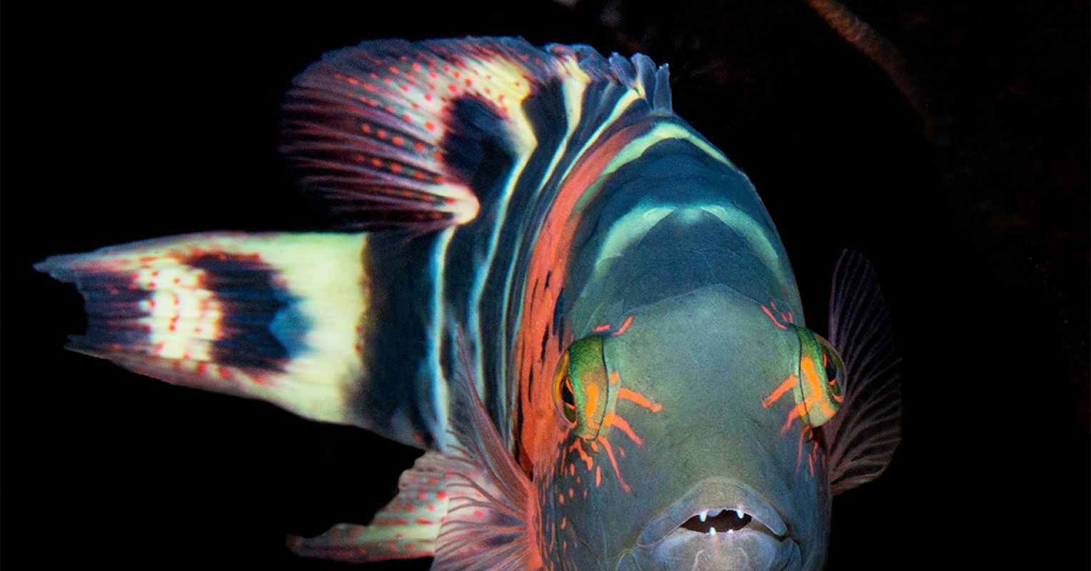 "The Dark Hobby": The Price Paid to Tank Pretty Fishes | Psychology Today