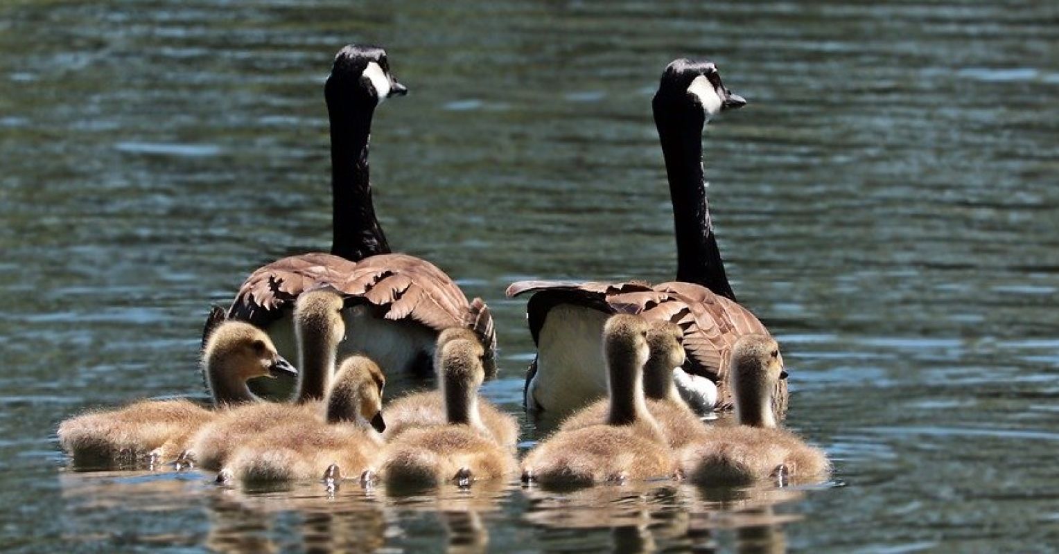Geese-Human Relationships Offer Lessons for Coexistence | Psychology Today