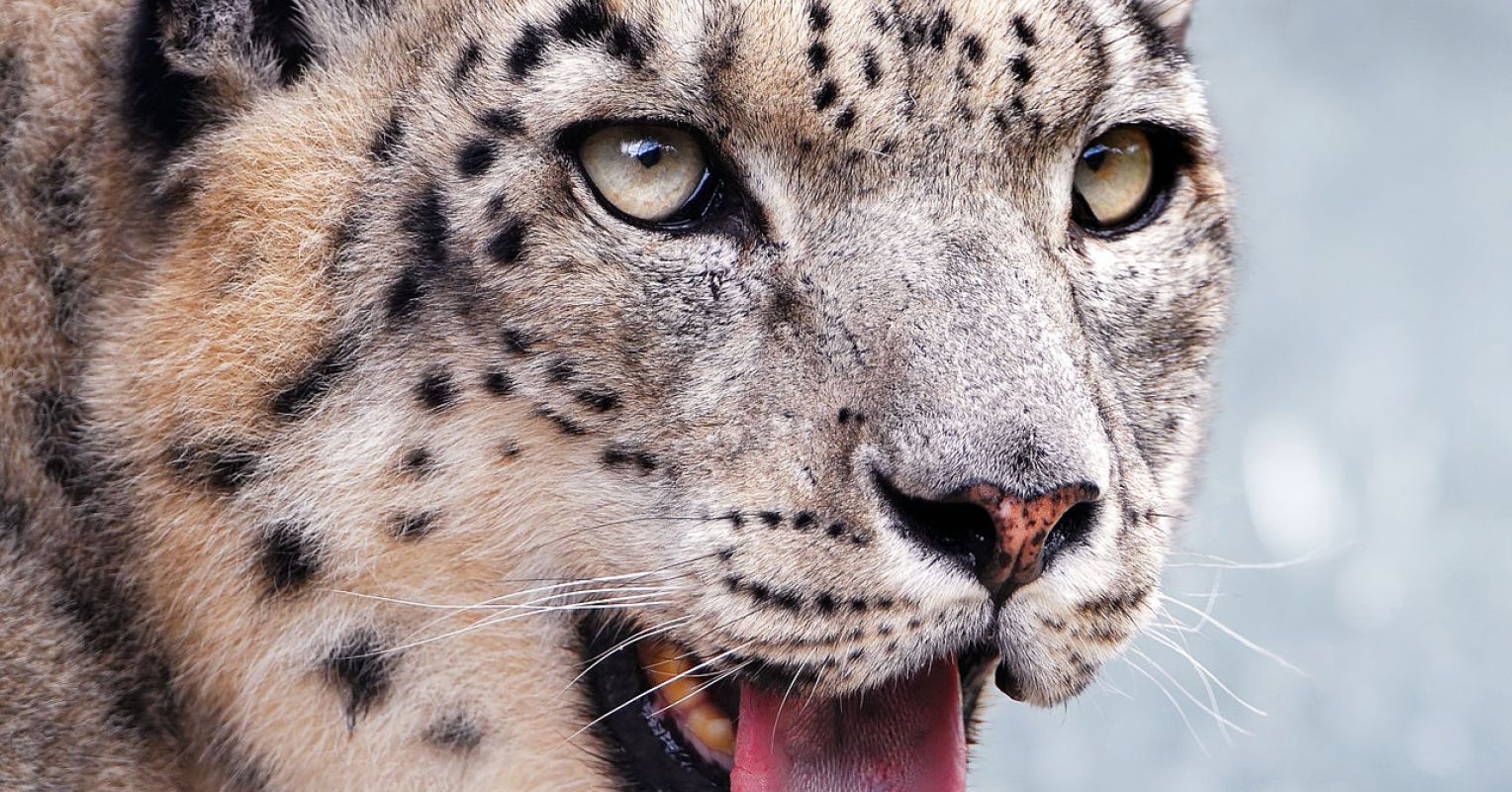 Lies, Leopards, and Cool Hand Luke | Psychology Today