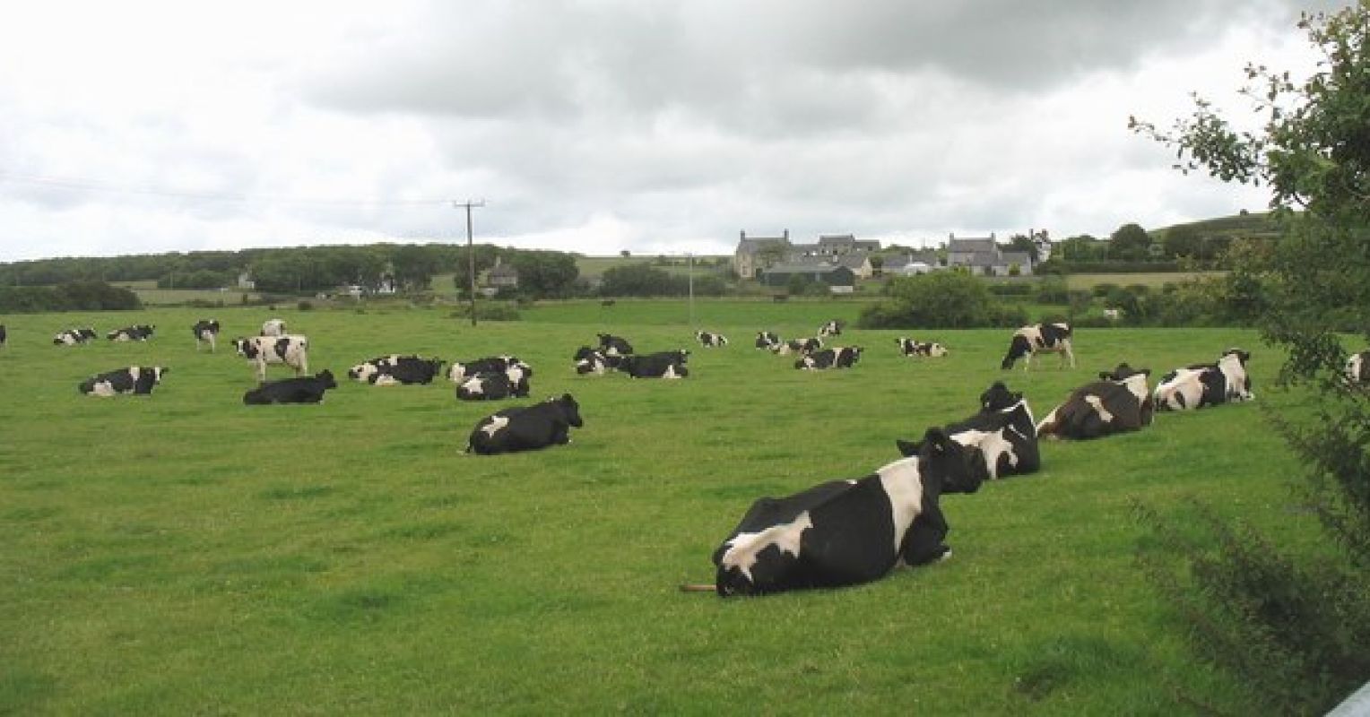 How Cows Express Emotions | Psychology Today