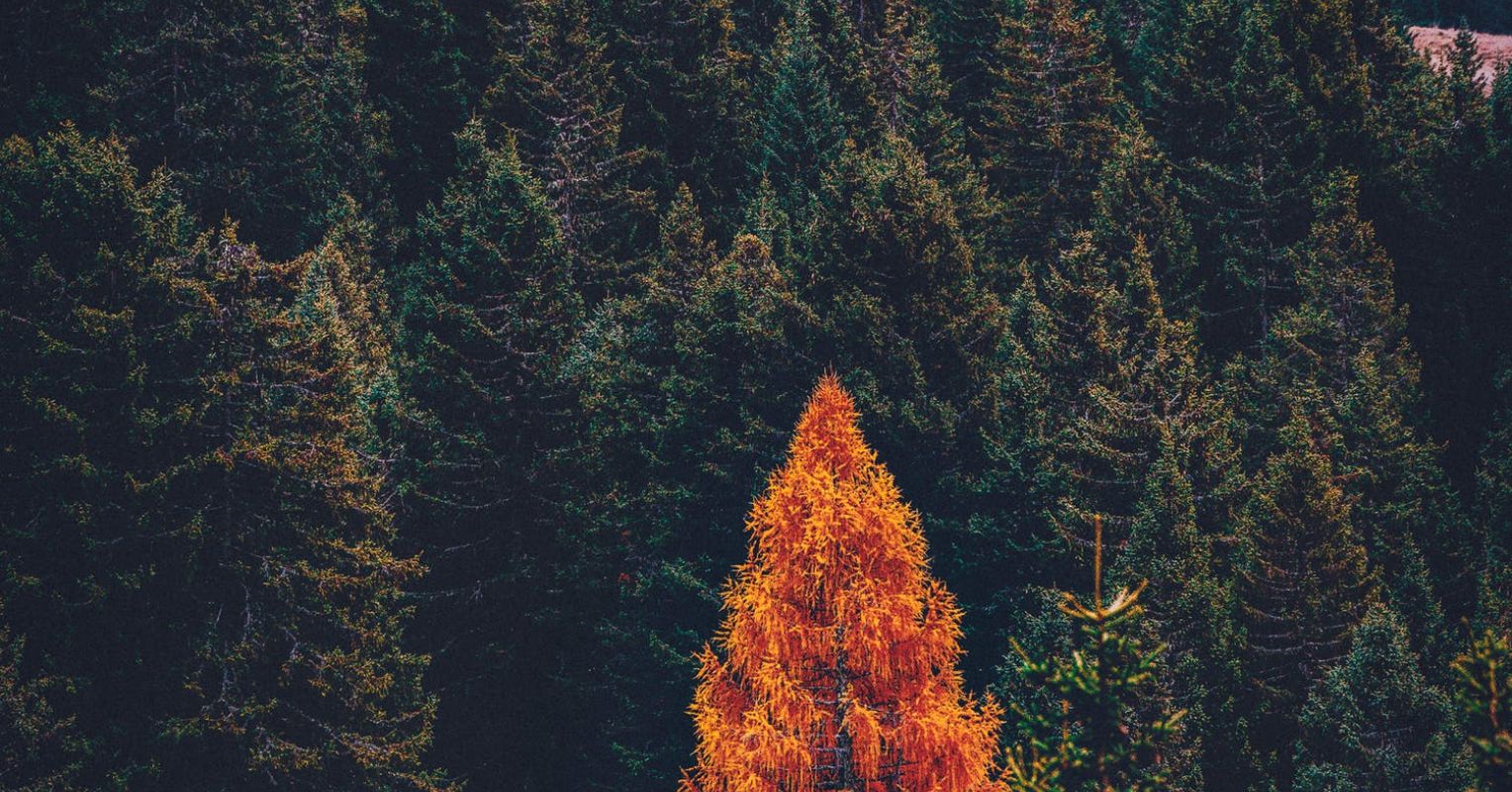 What We Can Learn From Trees | Psychology Today